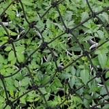 Adjustable 3x3FT Elastic Scrog Net with 8 Hooks for Grow Tents, SYITCUN ...