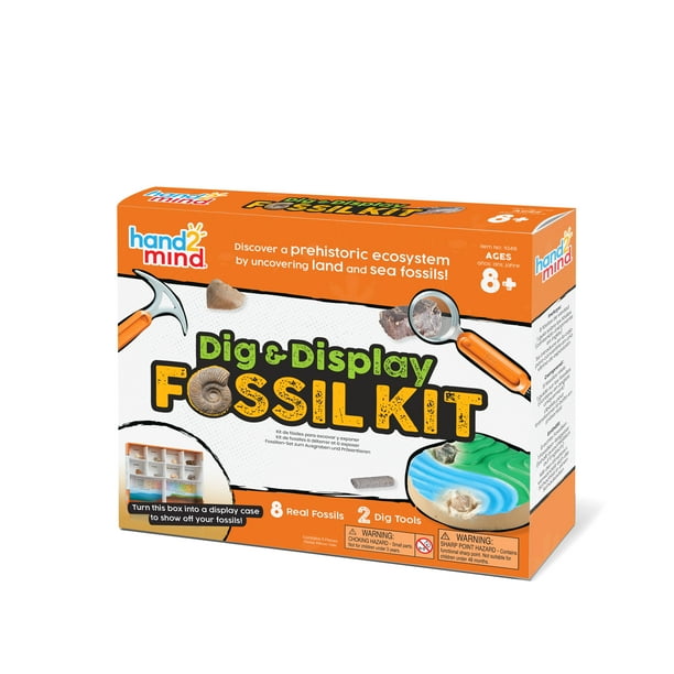 hand2mind Dig & Display Fossil Kit, 8 Real Fossils for Kids, Fossil ...