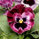 Eden Brothers Pansy Seeds - Rococo Mix - Walmart.com