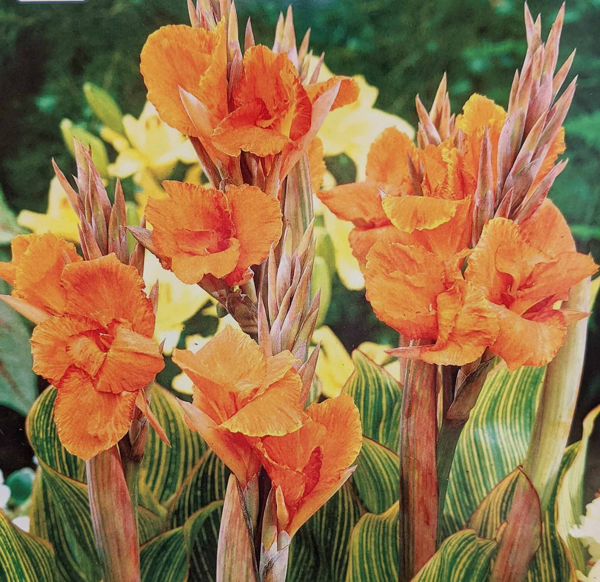 Giant Pretoria, Striata, Bengal Tiger Canna Rhizome - Huge Melon Orange ...