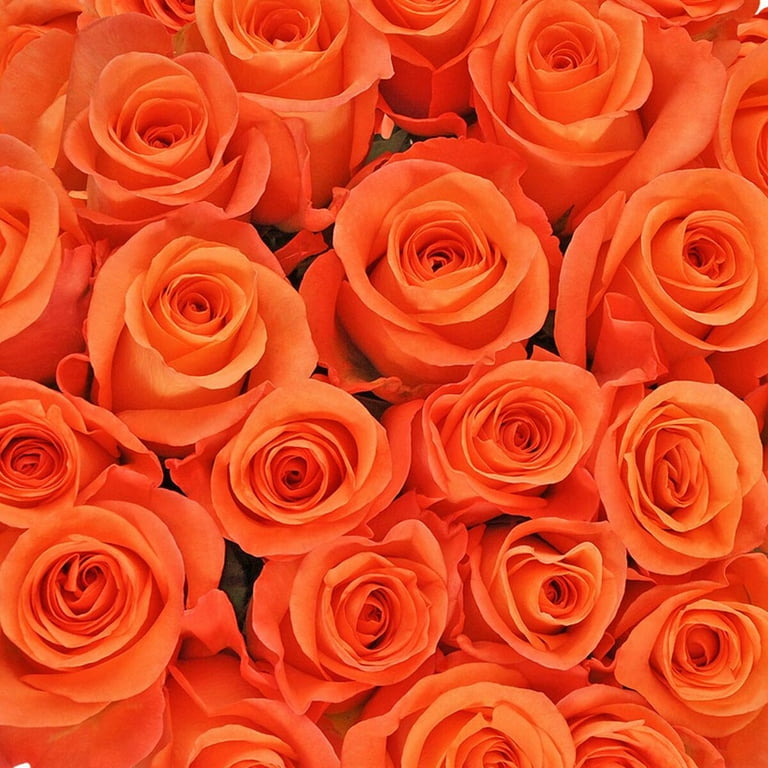 Dark Orange Roses