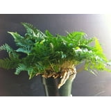 "Davallia White Rabbit's Foot Fern in 4"" Pot - Easy to Grow, Unique ...