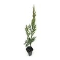 Spartan Juniper - 3 Live Trees - Juniperus Chinensis - Walmart.com