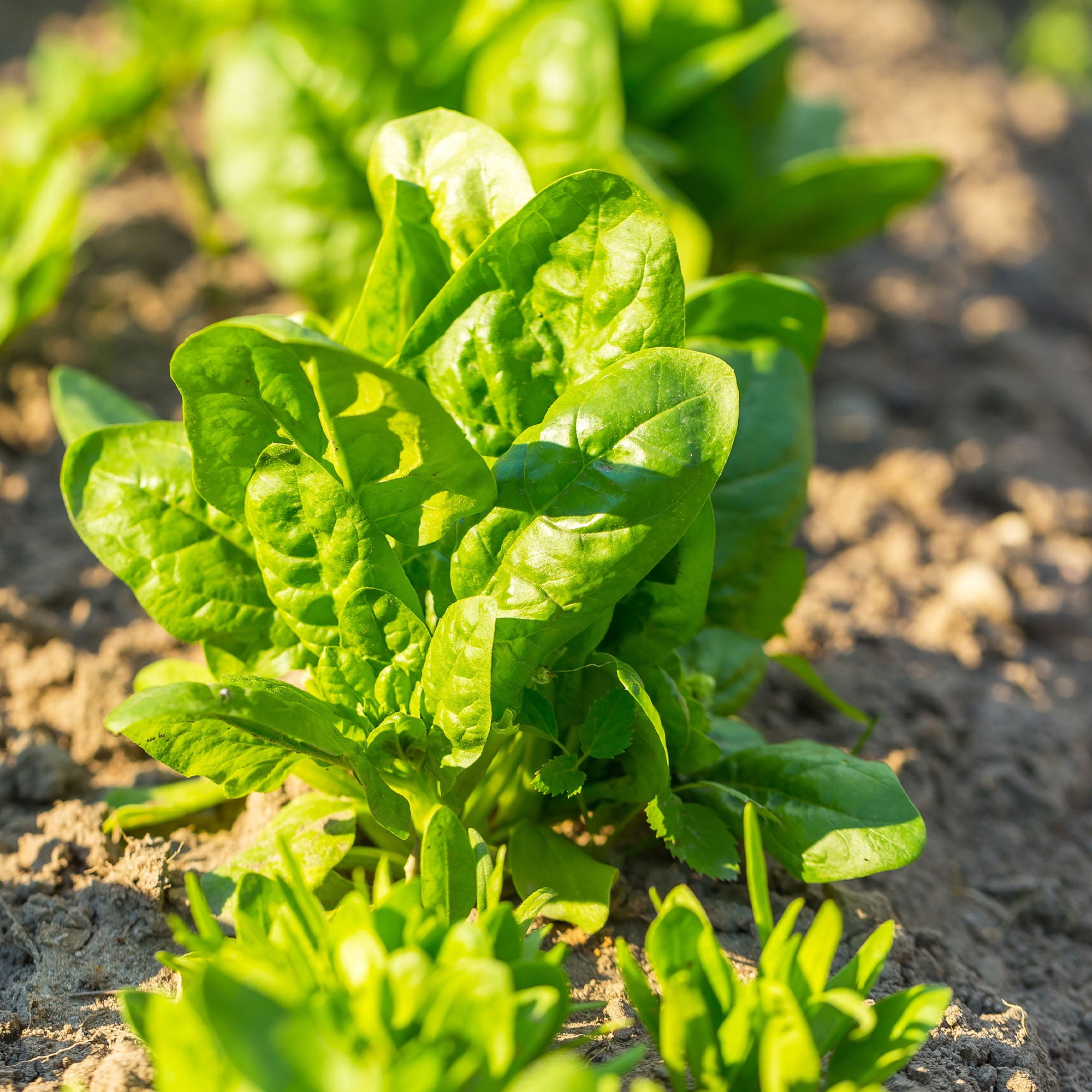 Spinach Seeds America 1 Lb ~33 600 Seeds Spinacia Oleracea Farm