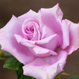 Heirloom Roses Blue Girl Hybrid Tea Rose Bush - Live Plant, Continual ...