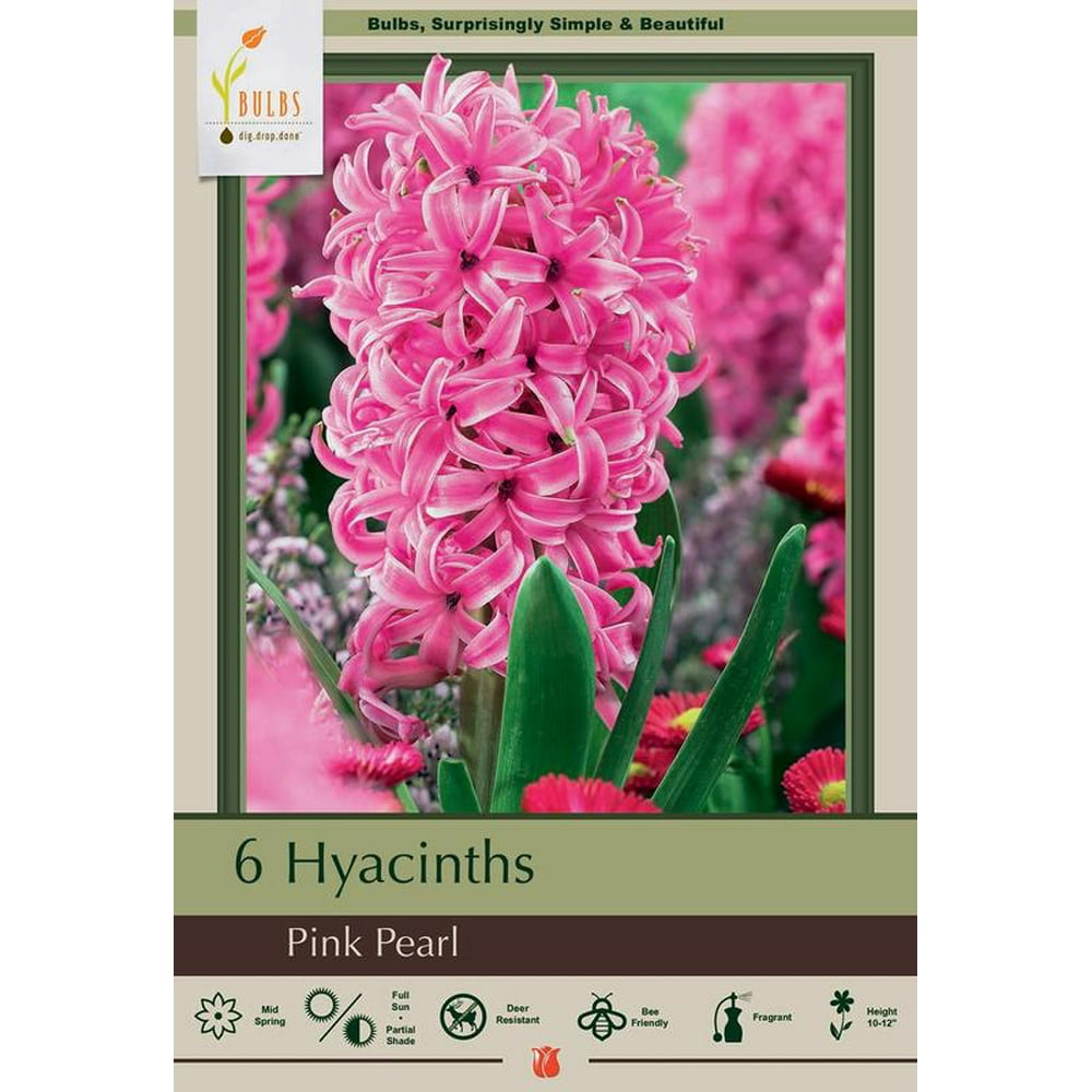 Pink Pearl Hyacinth 6 Bulbs - FRAGRANT - 15/16 cm Bulbs - Walmart.com - Walmart.com