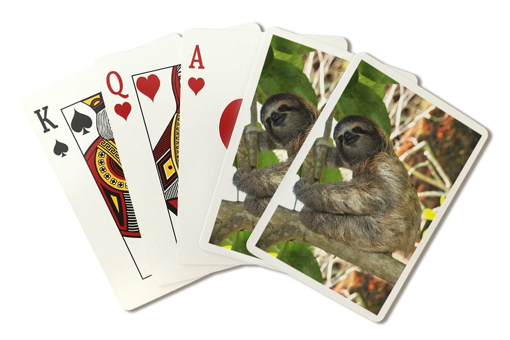 Sloth in Tree, Lantern Press, Premium Playing Cards, 52 Card Deck with ...