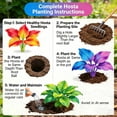 Rainbow Hosta- Bulk - Garden Stake for Outdoor Decoration--Fresh ...