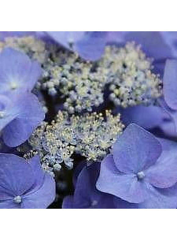 Crape Myrtle Trees in Garden Bushes - Walmart.com