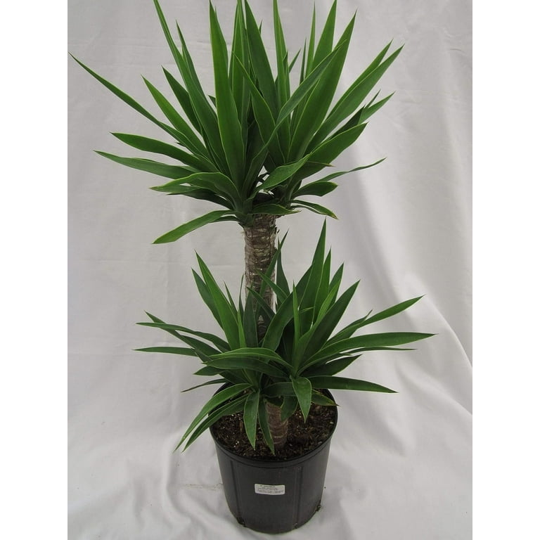 Yucca Cane 101: How to Care for Yucca Canes