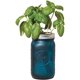 7006068 GROW KIT BASIL JAR Modern Sprout Basil Grow Kit (Pack of 1 ...