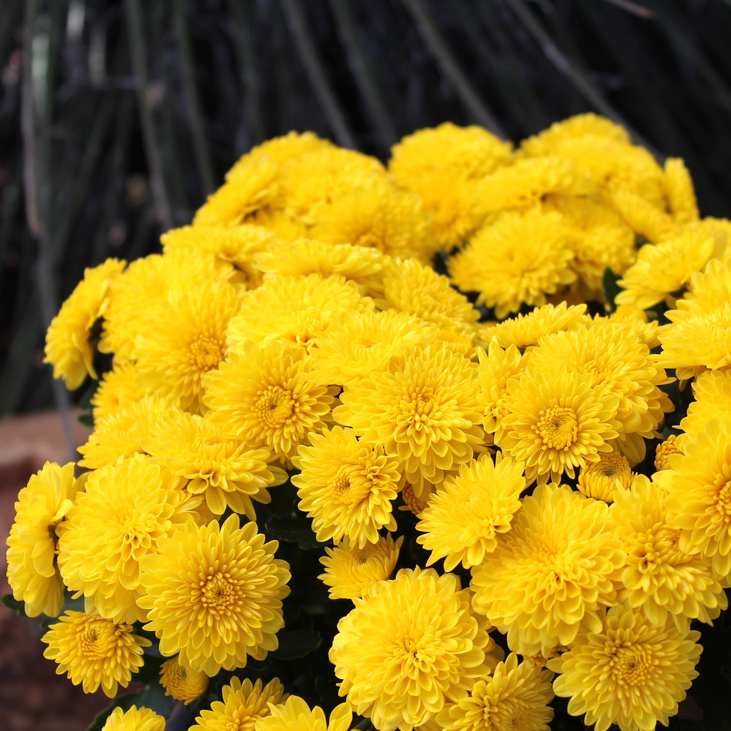 Better Homes & Gardens 1.5G Yellow Mum with Decorative Pot Live Plant ...
