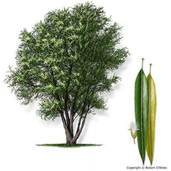 Garden Flame Willow Tree Cuttings - 4 Vibrant Orange and Red Bark Trees ...