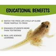 Live Tadpole to Frog Kit with Habitat, Certificates, Food & Book ...
