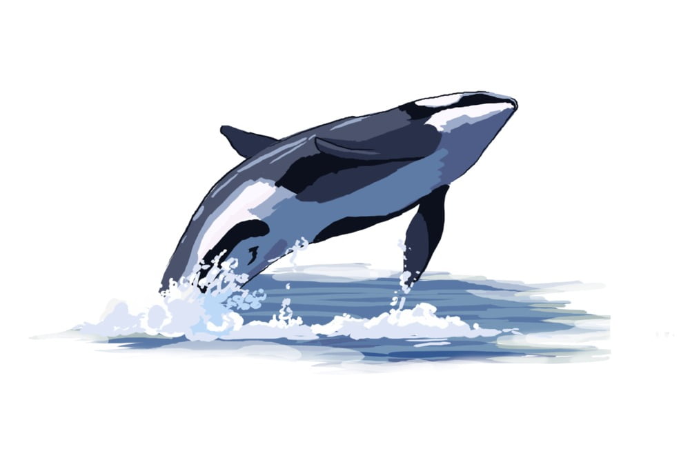 Orca Whale, Icon (16x24 Giclee Gallery Art Print, Vivid Textured Wall ...