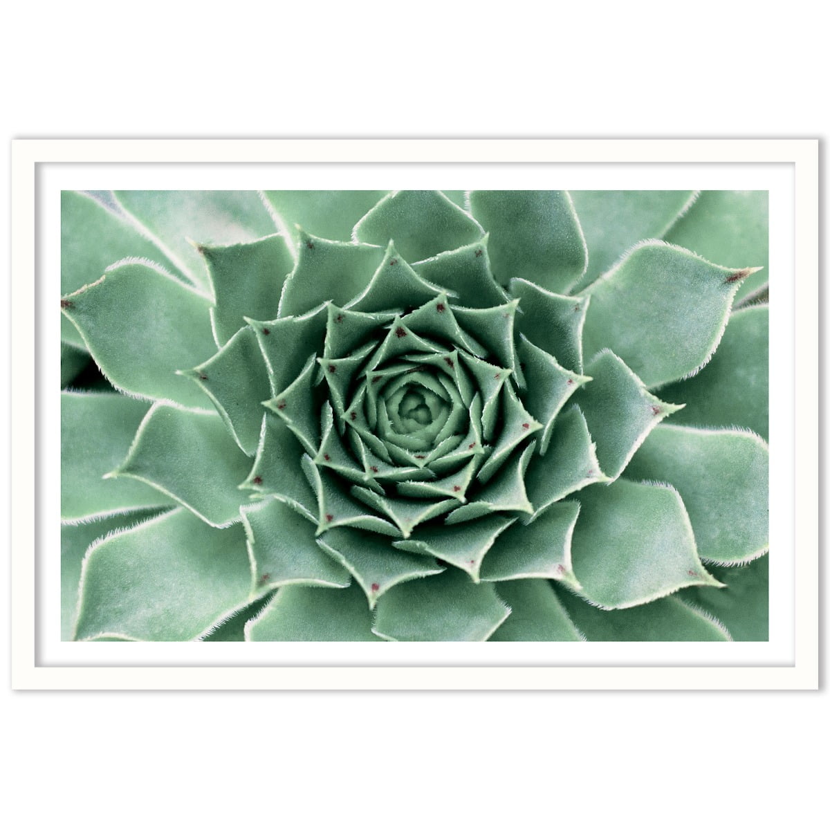 Humble Chic Succulent Cactus Plant Framed Wall Art Print, 24x36 ...