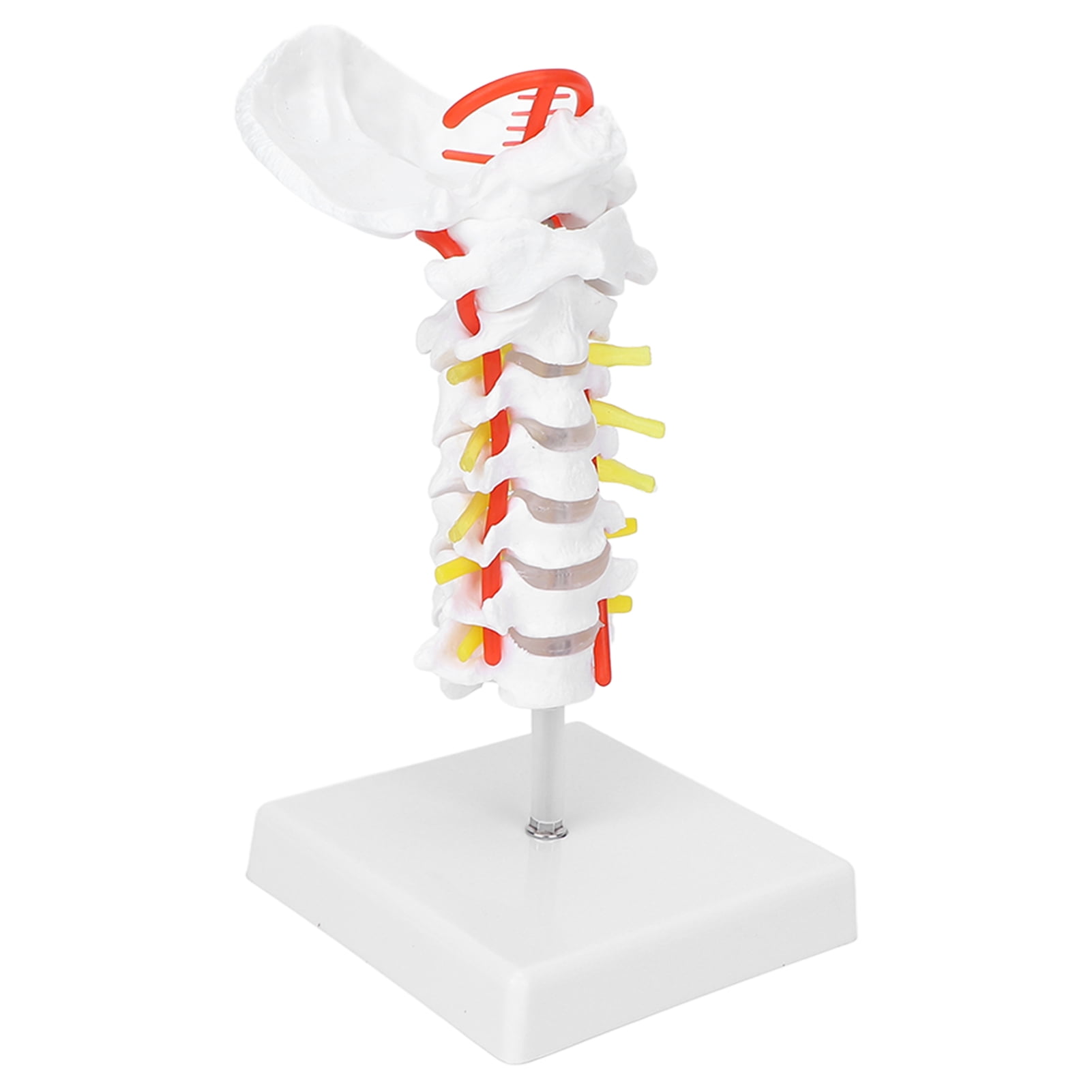 Cervical Vertebra Model, PVC Anatomical Model Body Anatomy Replica ...