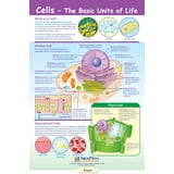 Cells Bulletin Board Chart Set - Set of 7 - Walmart.com