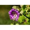 5 Cup & Saucer Vine Purple Flower Seeds, Cobaea Scandens Climber ...