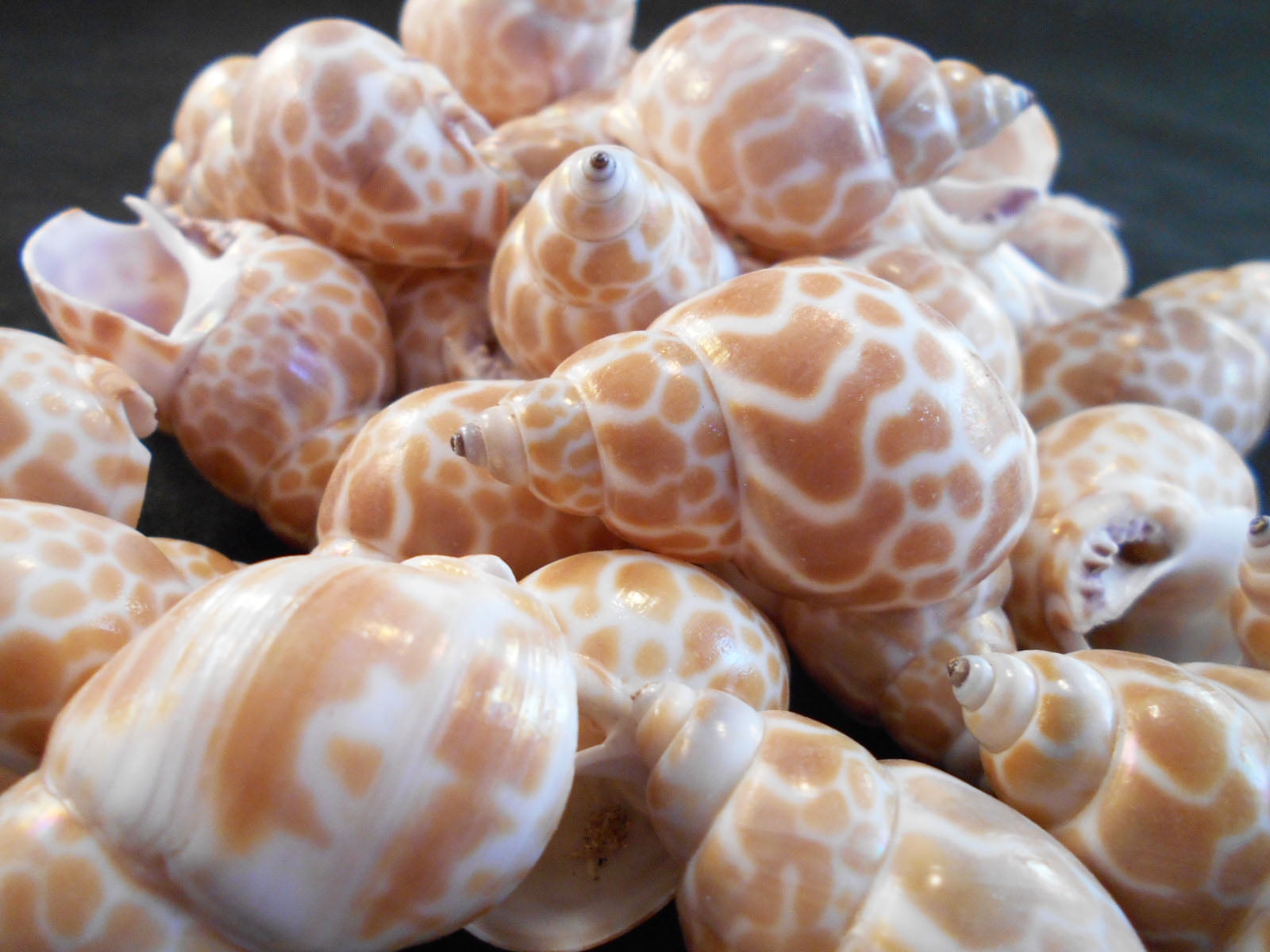 Set of 100 Babylonia Japonica Shells 1 1/2" - 2" Seashells for Beach ...