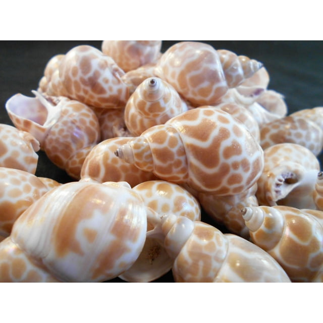 Set of 100 Babylonia Japonica Shells 1 1/2" - 2" Seashells for Beach ...