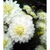 Moon Lagoon Gum Tree - Eucalyptus lunata - 20 Seeds - Walmart.com