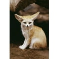 Fennec Fox Sitting, Animals Unframed Photographic Print Wall Art Sold ...