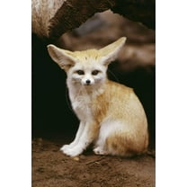 Fennec Fox Sitting, Animals Unframed Photographic Print Wall Art Sold ...