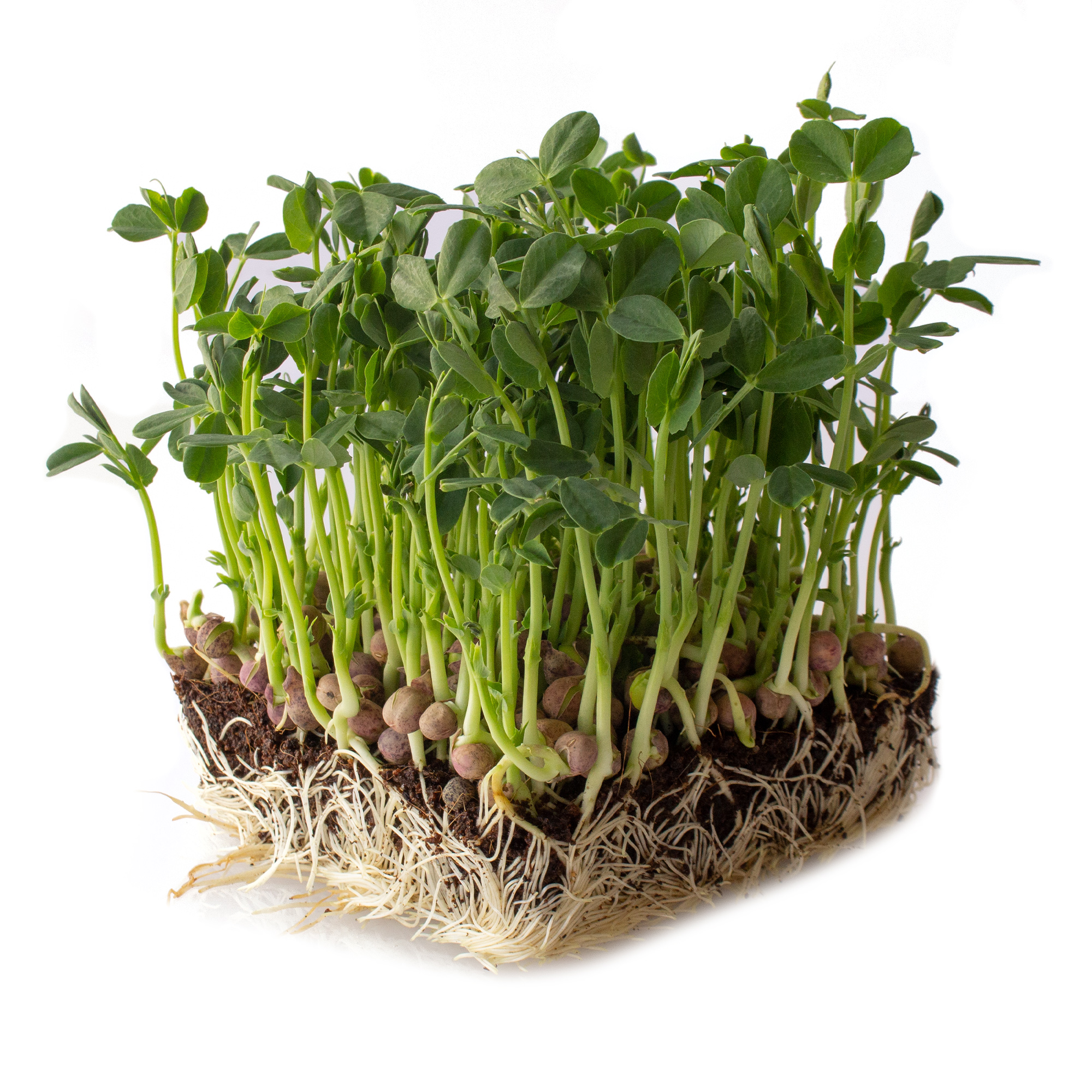 100 Seeds RED RIPPER COWPEA Cow Pea Southern Pea Vigna Unguiculata ...