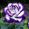 Rose For Planting-Easy Planting-Perennial-Gardens Decoration Premium ...