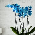 Just Add Ice 16-30" Watercolor Blue Premium Orchid Duo Live Plants in ...