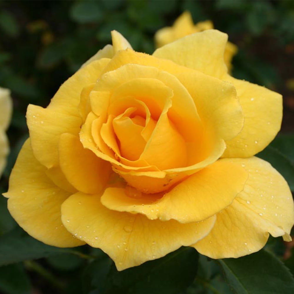 Heirloom Roses Rose Bush - Midas Touch™ Hybrid Tea , Yellow Live Rose ...