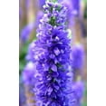 Seedville USA 50 Mixed Colors Veronica Sightseeing Mixture, Pink ...