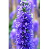 Seedville USA 50 Mixed Colors Veronica Sightseeing Mixture, Pink ...