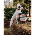 Brutus & Barnaby Pig Ears for Dogs Natural Chewy Dog Treats, Large ...
