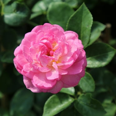 Antique Climbing Rose by Heirloom Roses - Climbing Rose Bush - Walmart.com