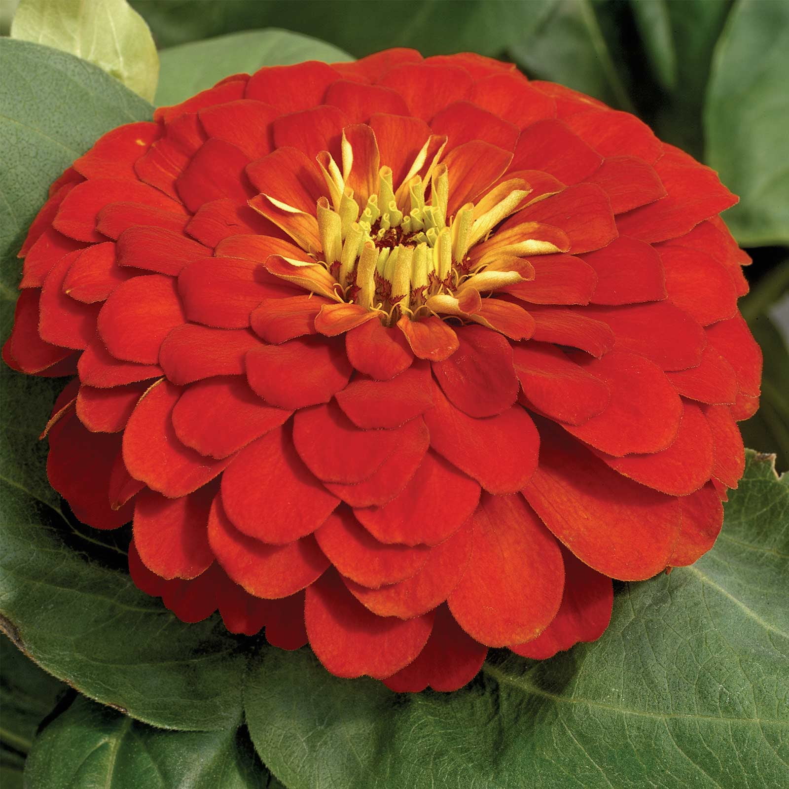 Zinnia Flower Garden Seeds - Magellan Series - Scarlet - 100 Seeds ...