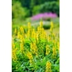 40 CONEHEAD THYME Thymus Capitatus syn. Thymbra Capitata Mediterranean ...