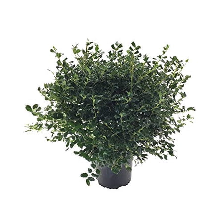 Premier Plant Solutions 13883 Blue Holly China Girl Ilex Meserveae, 3 ...
