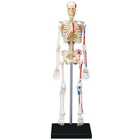 4D VISIONS MODELS Visible Human Skeleton Anatomy Kit One Color ...