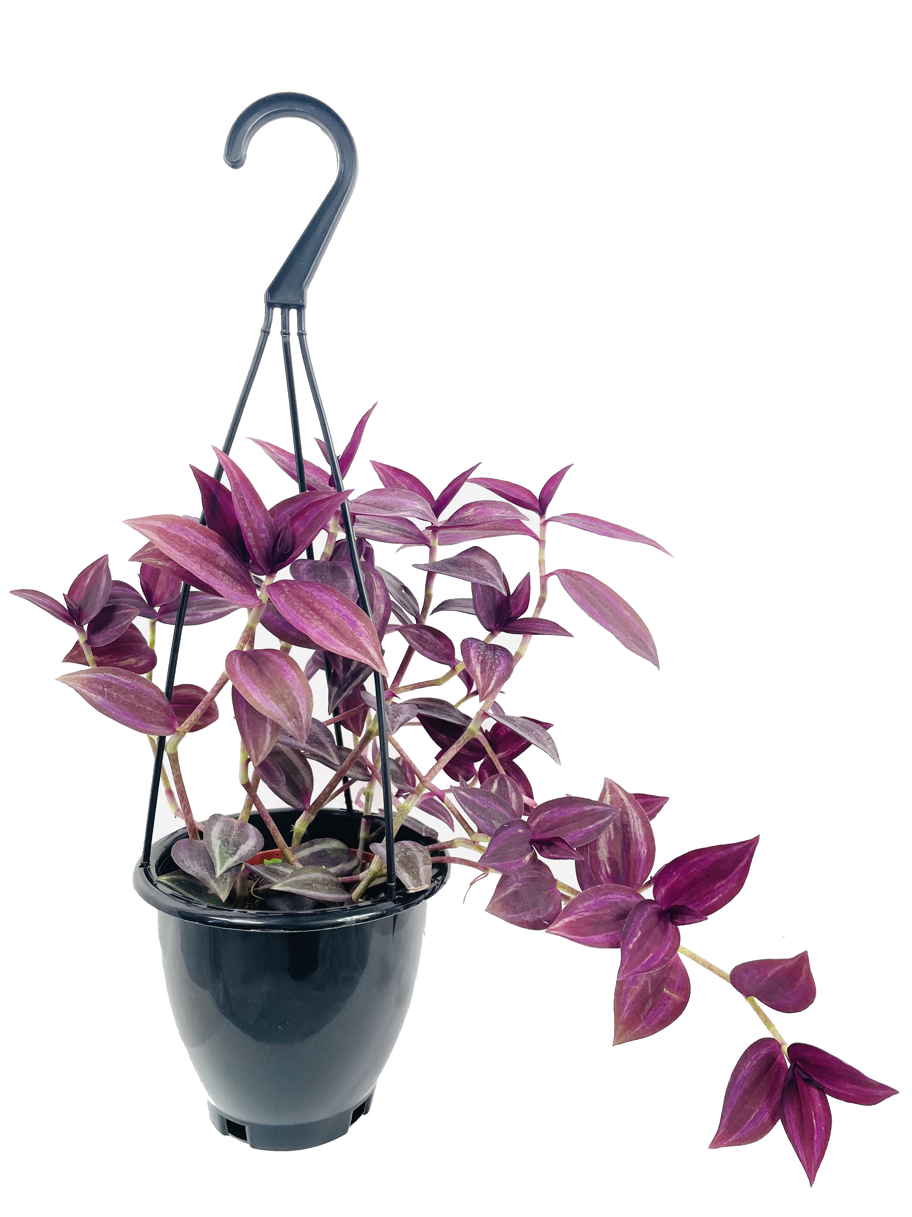 Green Wandering Jew Plant