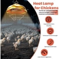 2- Heat Lamp for Chickens, 170W & 350W Adjustable Heating Temperature ...