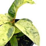 Ficus Moonshine Shivereana, 4 inch, Variegated Rubberplant, Splash ...