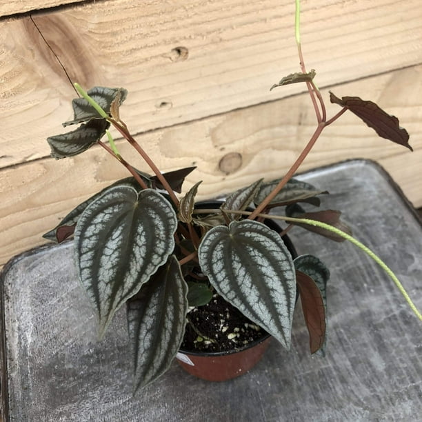 Silver Peperomia