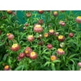 100 APRICOT & PEACH STRAWFLOWER Mix Coral Paper Daisy Helichrysum ...