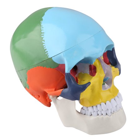 Plastic Human Skull Model, Skull Model With Identification Card Human ...