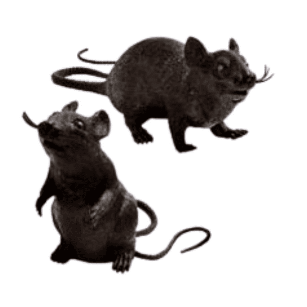 Spooky Black Plastic Squeaking Rats Scary Creepy Halloween Home Party ...