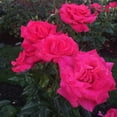 Heirloom Roses Live Plants - Cinnamon Dolce™ Hybrid Tea Rose Bush ...