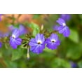 Seedville 50 Browallia Flower Seeds, Amethyst Flower Bush Violet ...