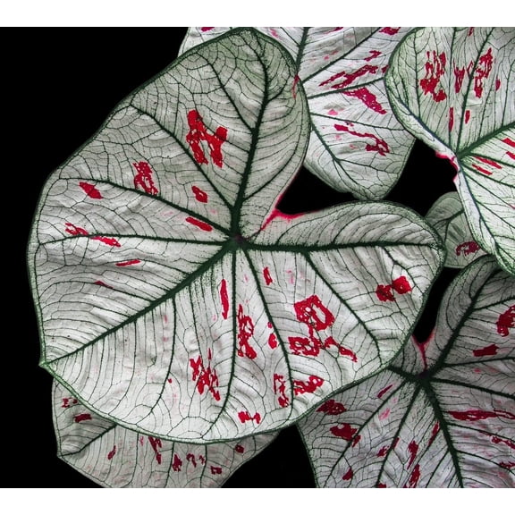 Fancy Green and White Caladium Bulbs for Planting - Easy to Grow ...